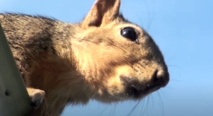 How Far Can Squirrels See? {Do They Have Good Eye Sight?}