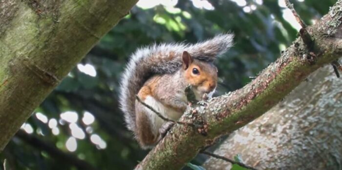 How Far Can Squirrels See? {Do They Have Good Eye Sight?}