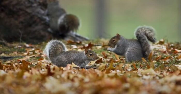 How Far Do Squirrels Travel? {Will They Come Back?}