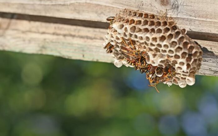 Why Are Wasps Attracted to My Window? {How Can I Make Them Go Away?}