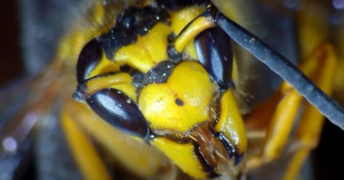 How Long Do Wasps Stay Angry? {How To Stop It}