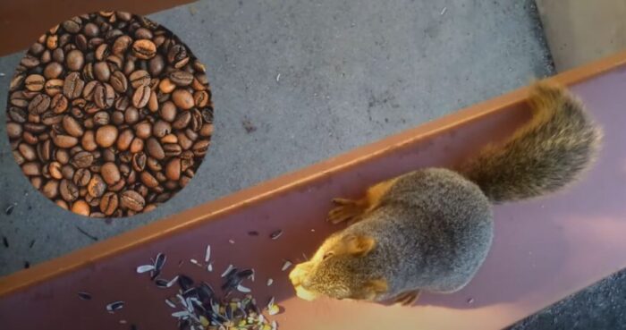 Do Coffee Grounds Keep Squirrels Away? {Here Are All The Best Squirrel ...