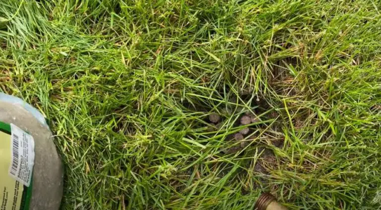 How to Fill Ground Squirrel Holes {The Best Ways Explained}