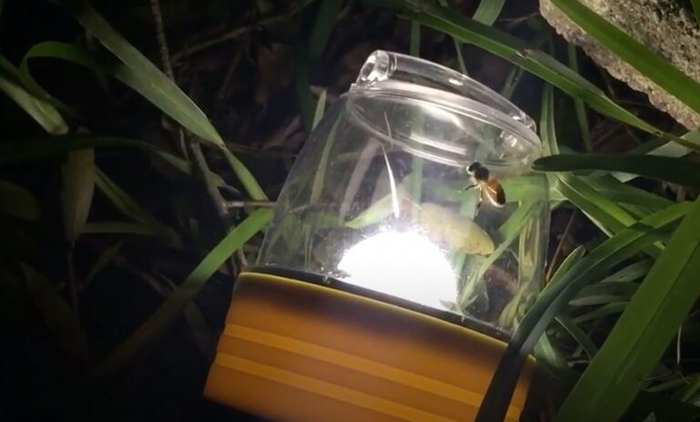 Are Wasps Attracted to Light? {What Attracts Wasps?}