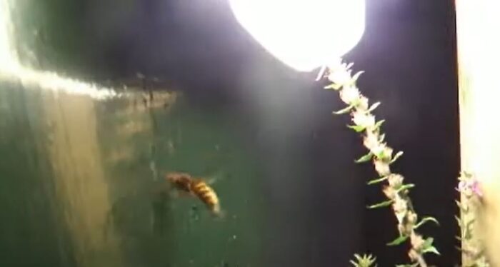 Are Wasps Attracted to Light? {What Attracts Wasps?}