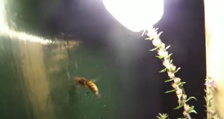 Are Wasps Attracted to Light? {What Attracts Wasps?}