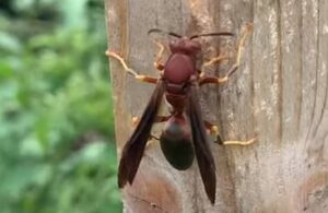 Do Wasps Eat Wood? {6 Ways To Repel Wasps From Wood}
